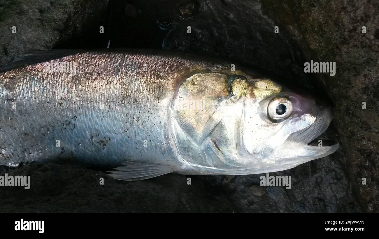 Atlantic Menhaden (Brevoortia tyrannus) Actinopterygii Stock Photo - Alamy