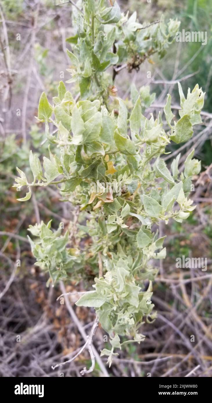 Saltbushes (Atriplex) Plantae Stock Photo - Alamy