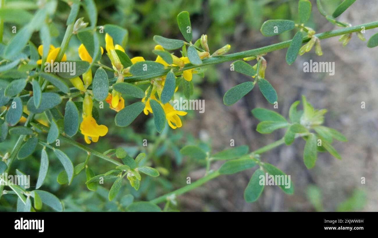 deervetch (Acmispon) Plantae Stock Photo - Alamy