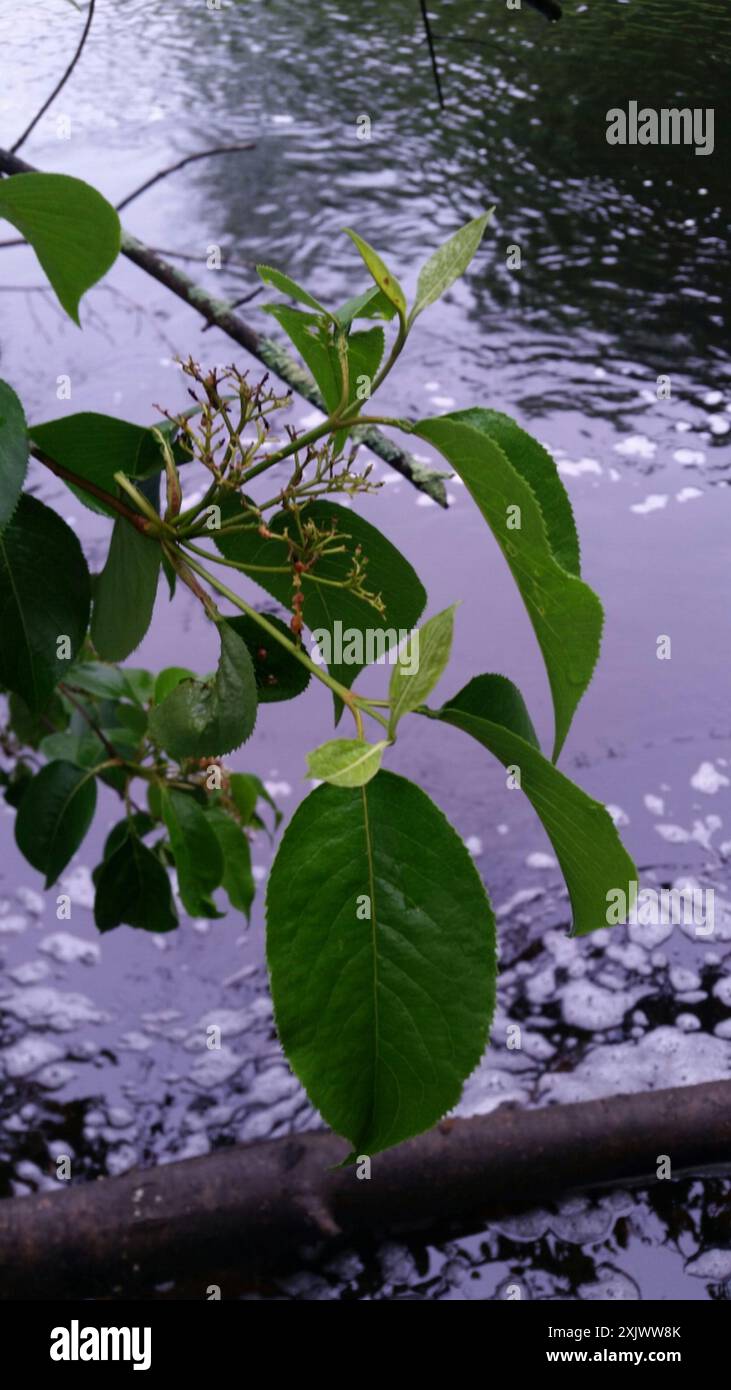 nannyberry (Viburnum lentago) Plantae Stock Photo - Alamy