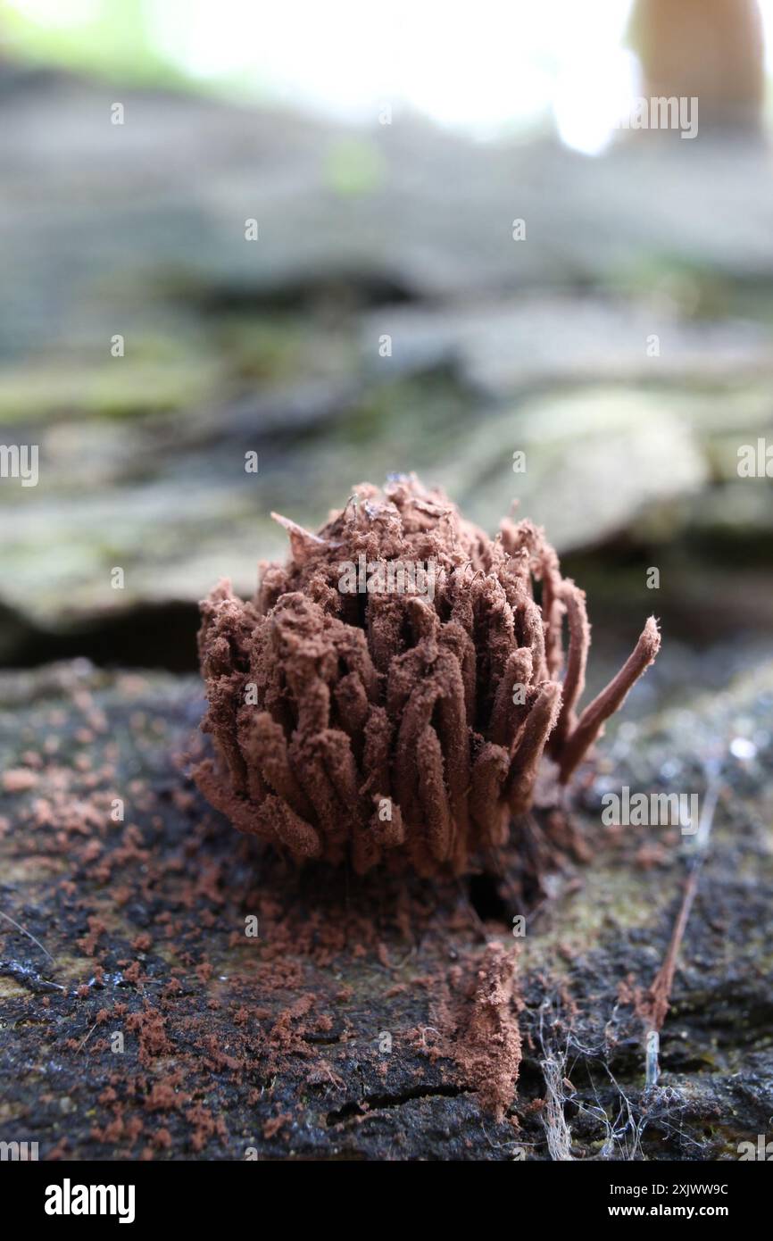 (Stemonitis axifera) Protozoa Stock Photo - Alamy