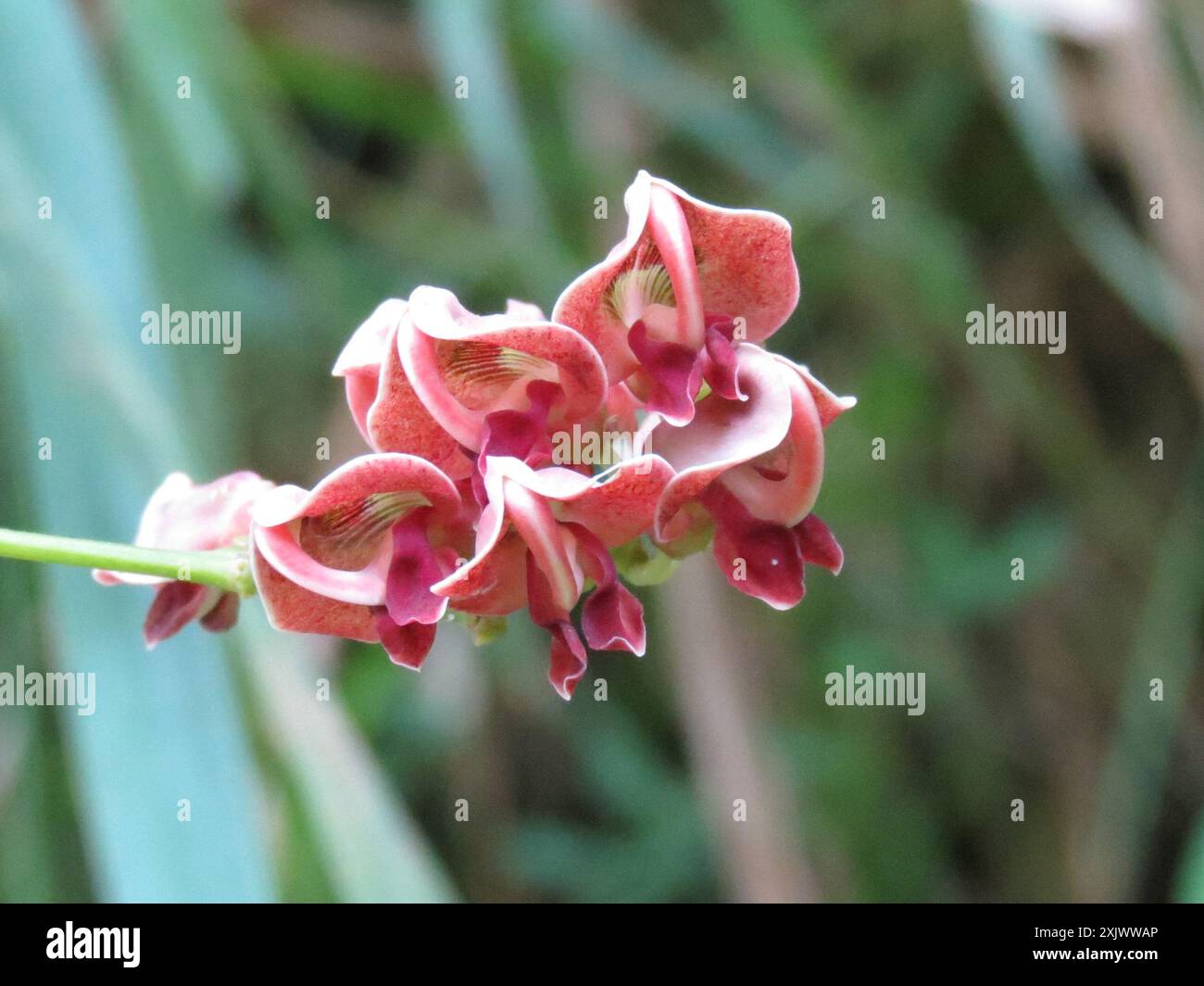 American groundnut (Apios americana) Plantae Stock Photo - Alamy
