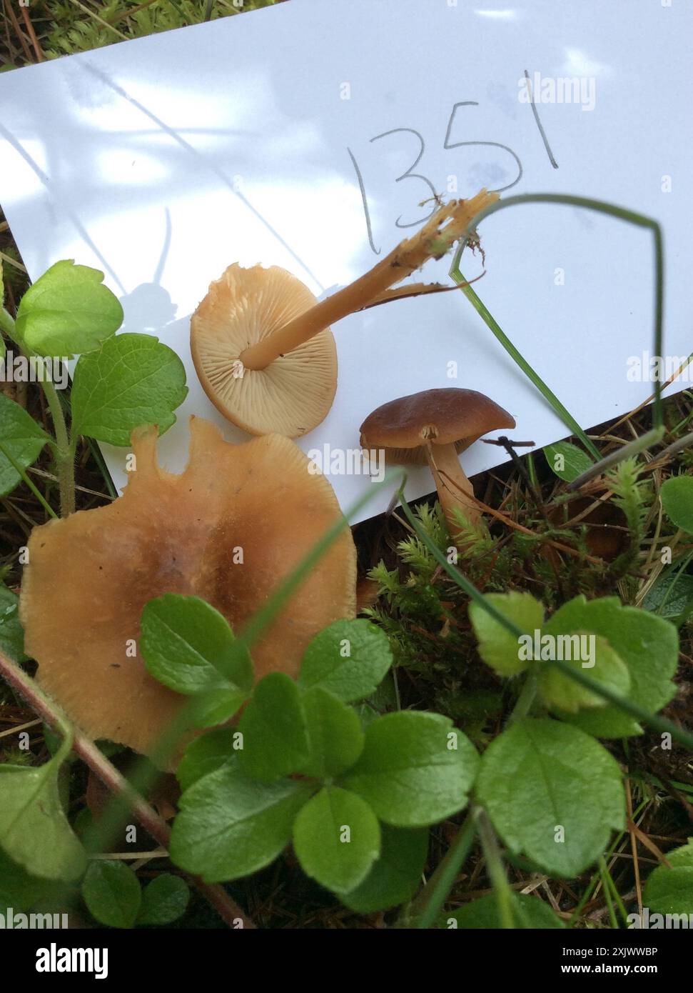 Omphalotaceae hi-res stock photography and images - Alamy