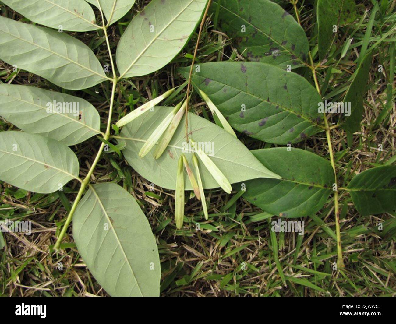 ashes (Fraxinus) Plantae Stock Photo - Alamy
