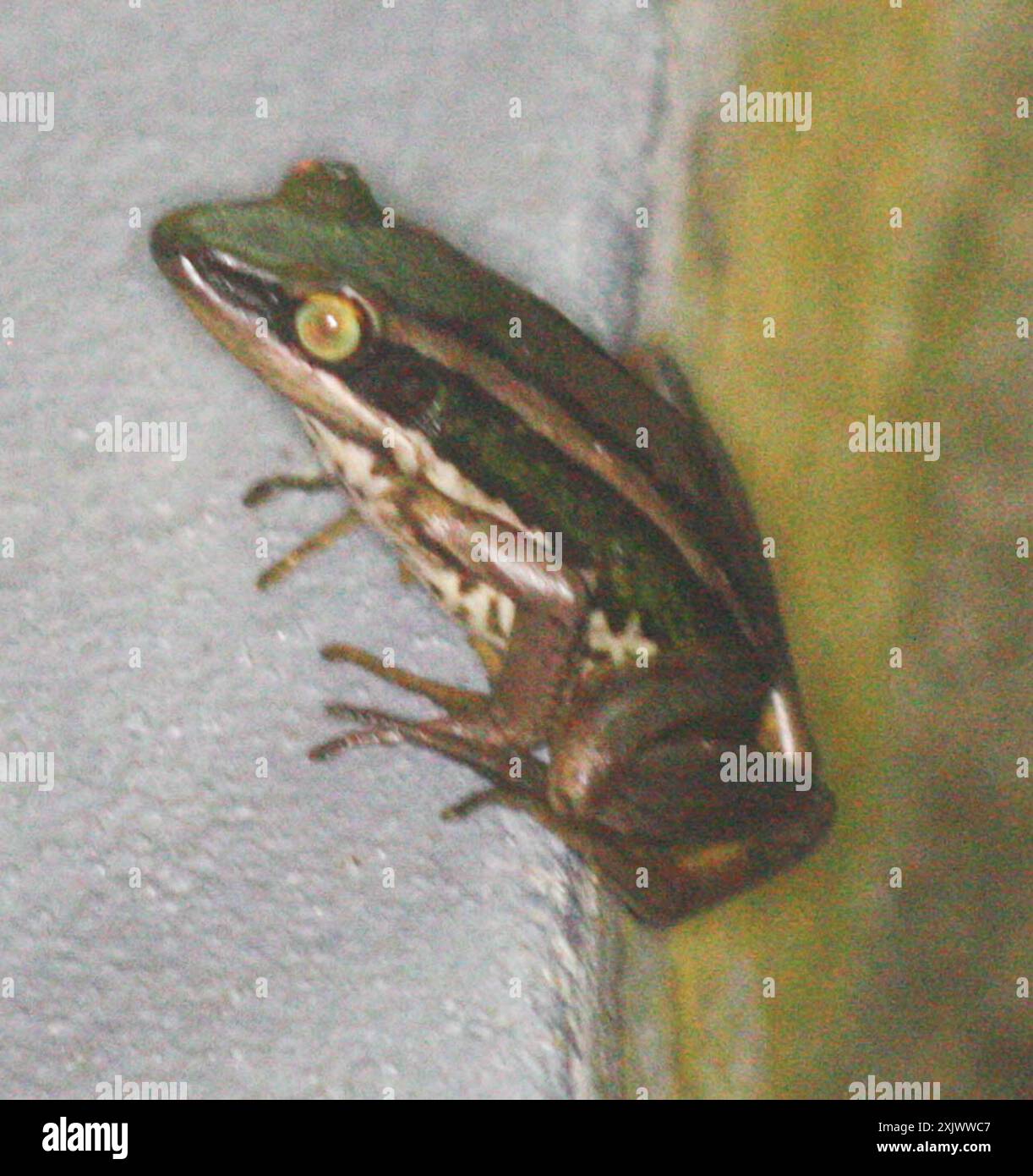 Green Paddy Frog (Hylarana erythraea) Amphibia Stock Photo - Alamy