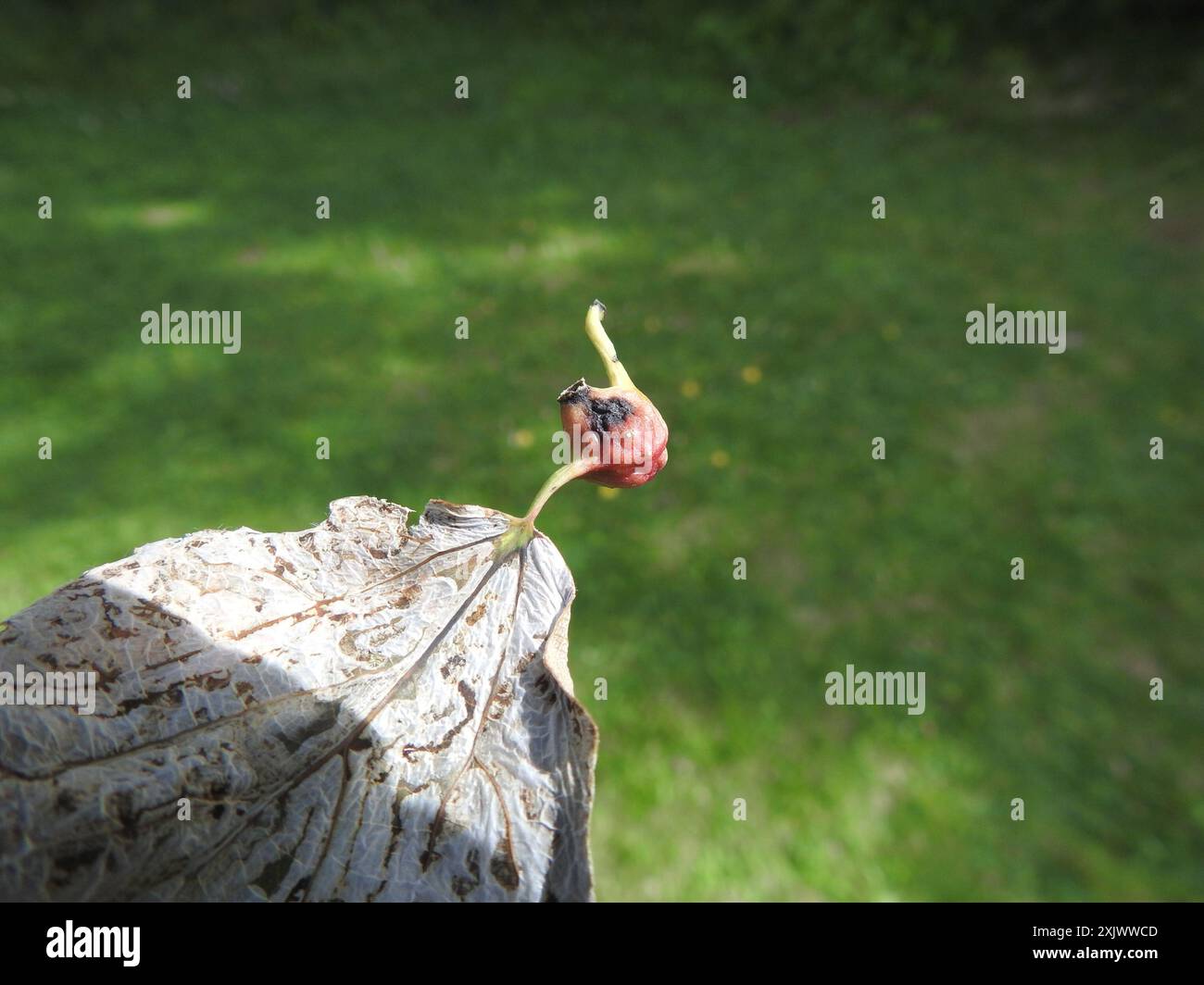 Woolly Aphids and Gall-making Aphids (Eriosomatinae) Insecta Stock ...
