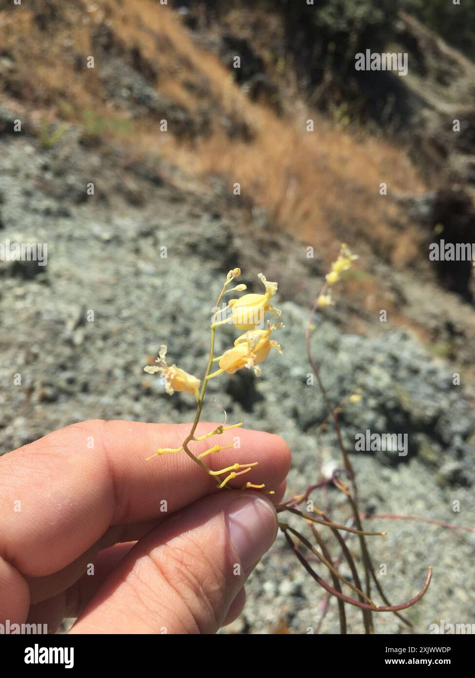 uncommon jewelflower (Streptanthus glandulosus sonomensis) Plantae ...