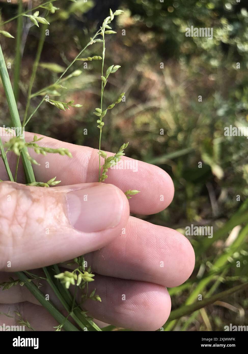 Beaked Panic Grass (Coleataenia anceps anceps) Plantae Stock Photo - Alamy