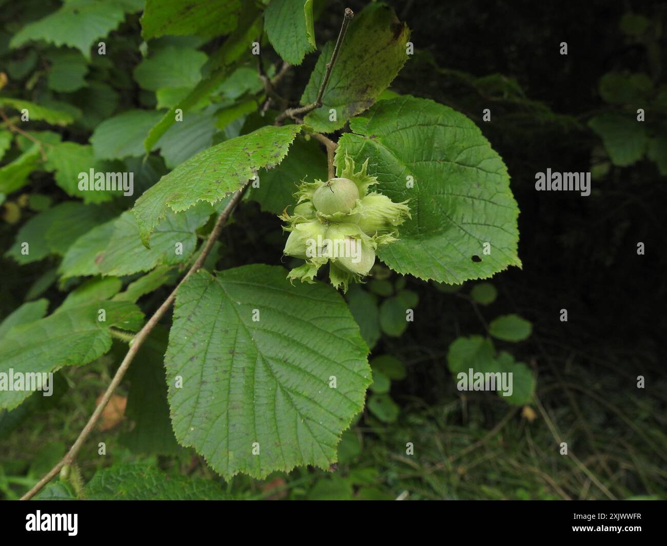 common hazel (Corylus avellana) Plantae Stock Photo - Alamy