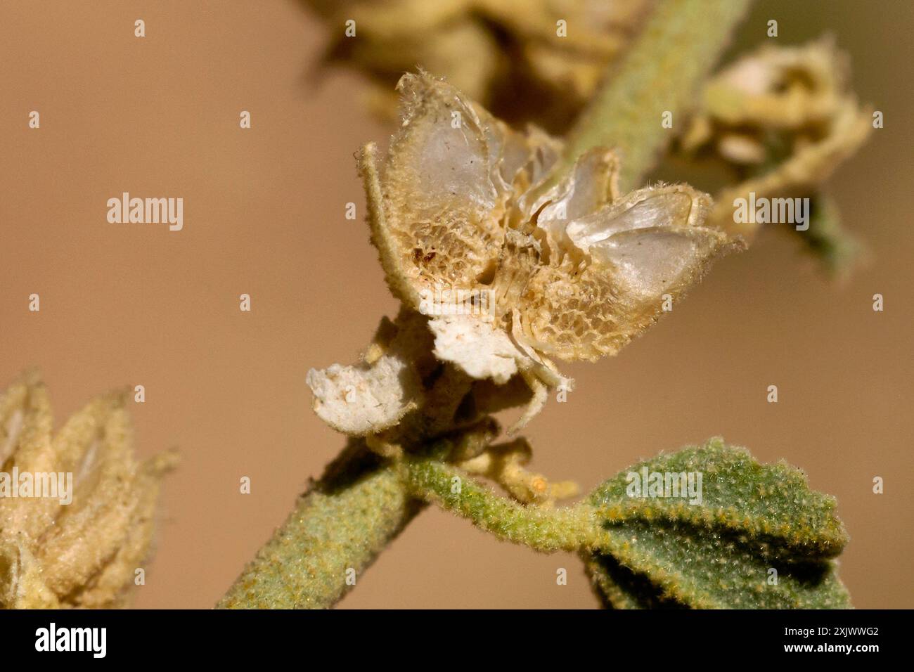 gray globemallow (Sphaeralcea incana) Plantae Stock Photo - Alamy