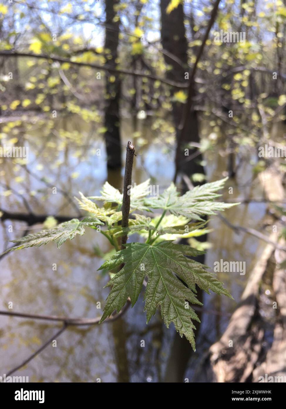 silver maple (Acer saccharinum) Plantae Stock Photo - Alamy