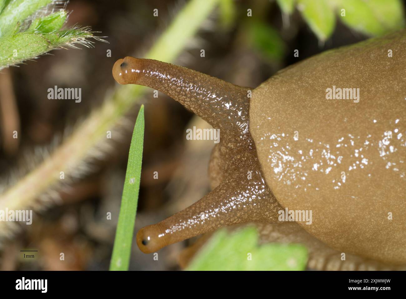 Pacific Banana Slug (Ariolimax columbianus) Mollusca Stock Photo - Alamy