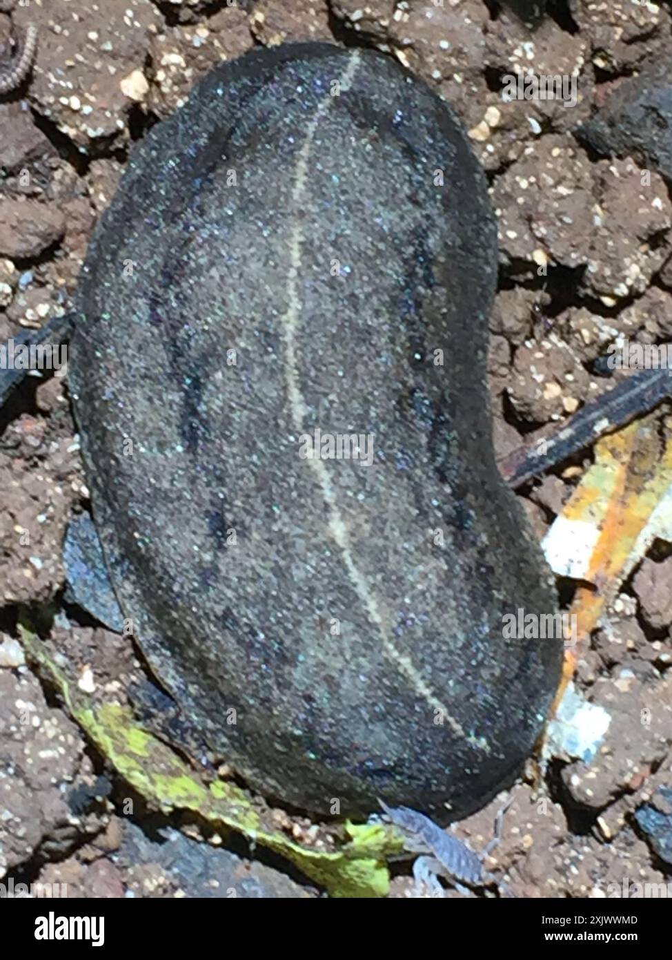 Cuban Leaf Slug (Veronicella cubensis) Mollusca Stock Photo - Alamy