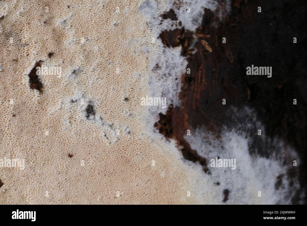 Poria fungi hi-res stock photography and images - Alamy