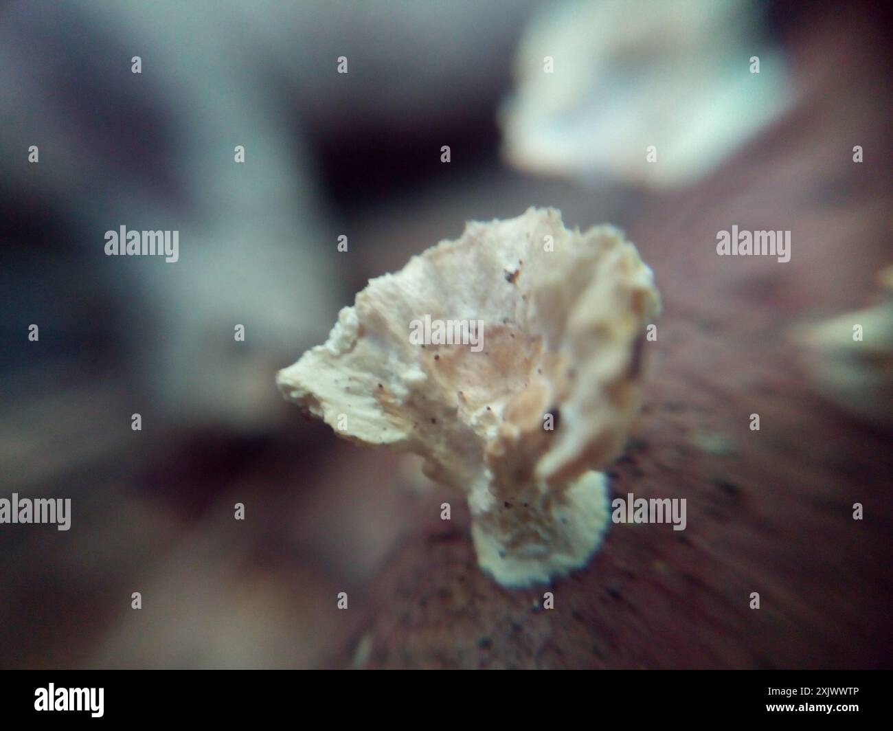 shelf fungi (Polyporales) Fungi Stock Photo - Alamy