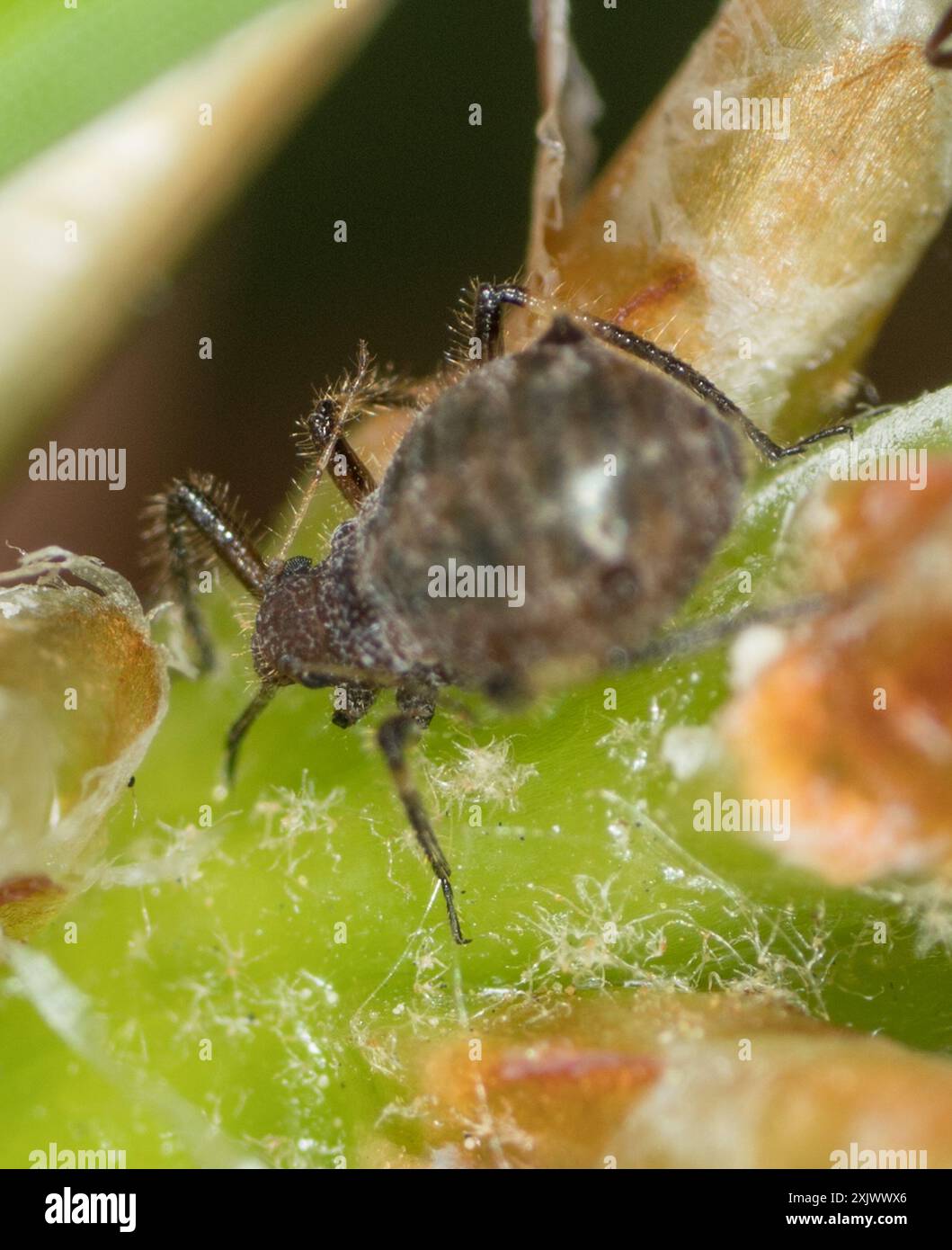 Giant Conifer Aphids (Cinara) Insecta Stock Photo - Alamy