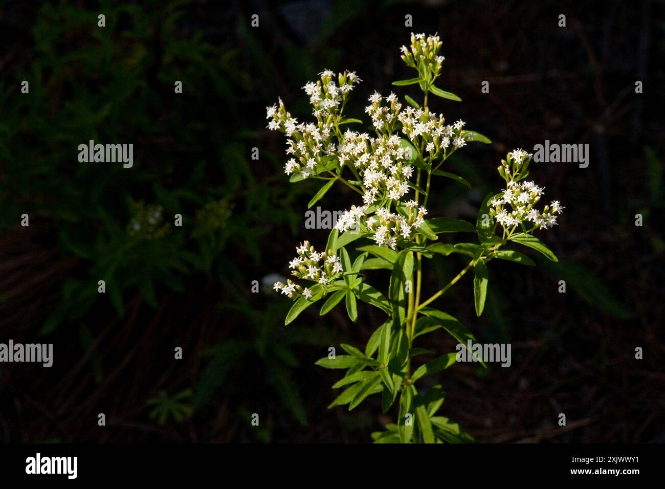Sawtooth Candyleaf (Stevia serrata) Plantae Stock Photo - Alamy