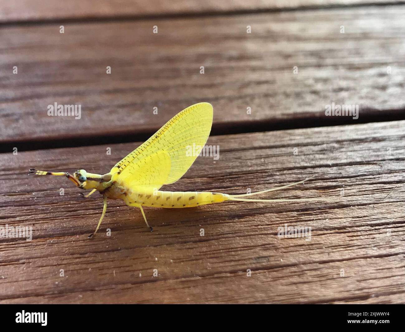 Giant Mayfly (Hexagenia limbata) Insecta Stock Photo - Alamy