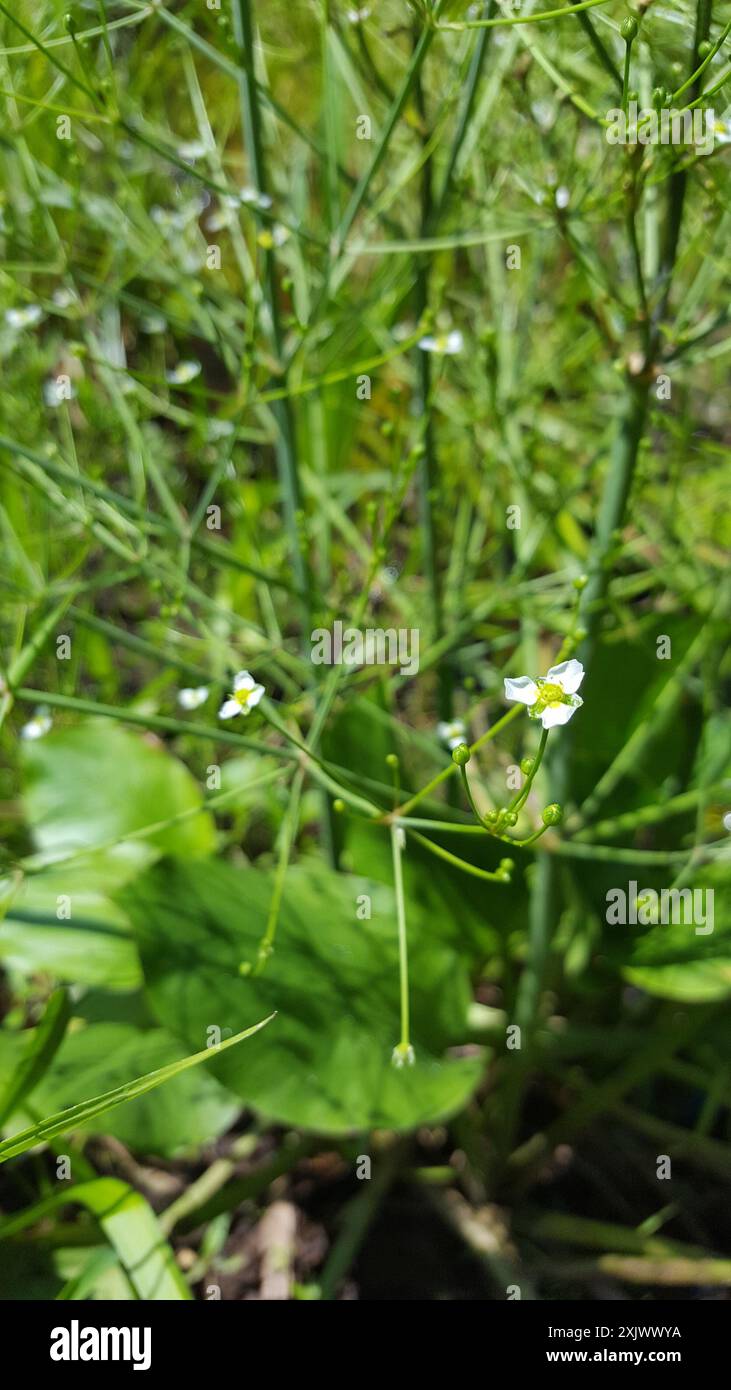 northern water-plantain (Alisma triviale) Plantae Stock Photo - Alamy