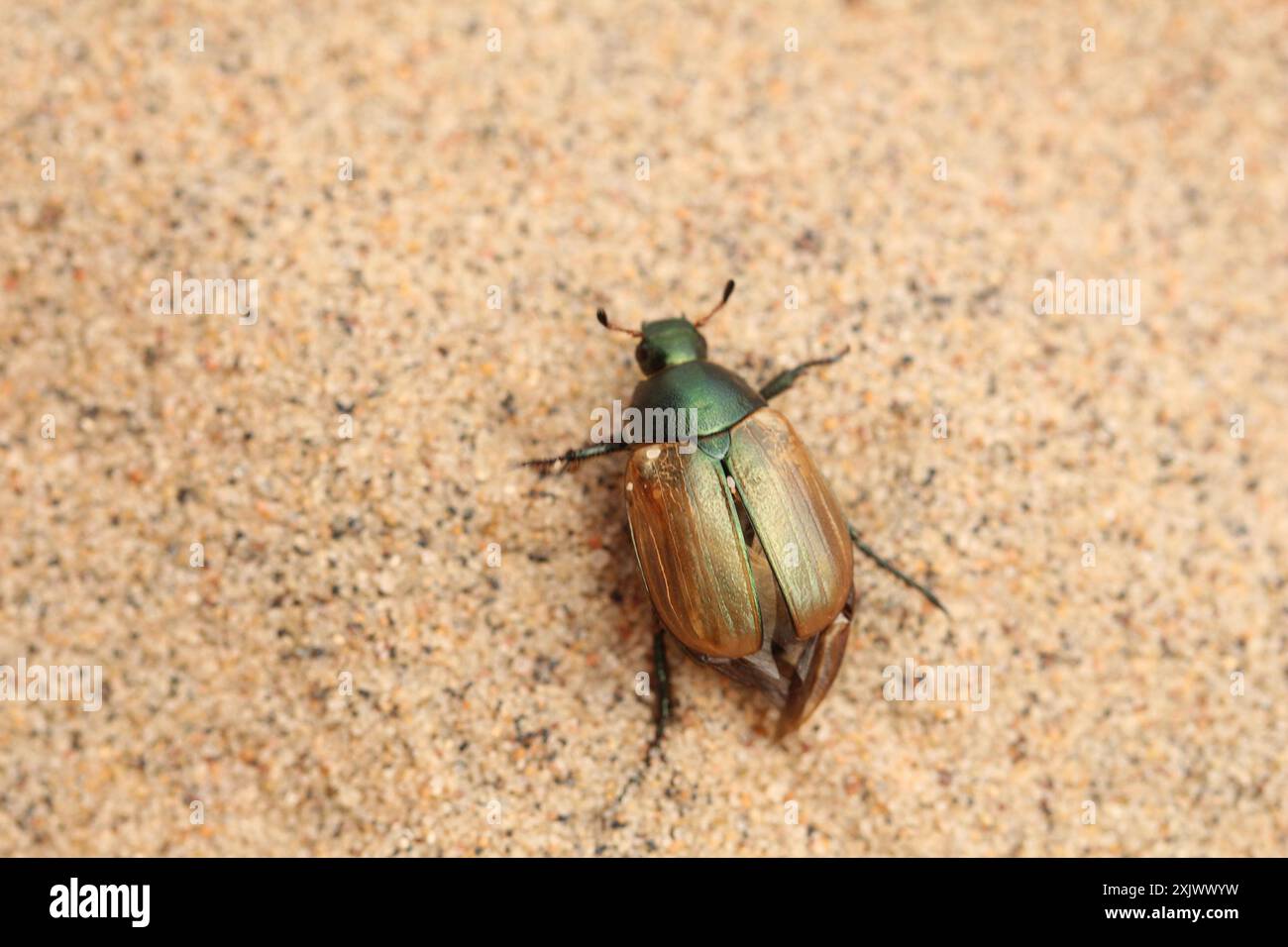 Dune Chafer (Anomala dubia) Insecta Stock Photo - Alamy