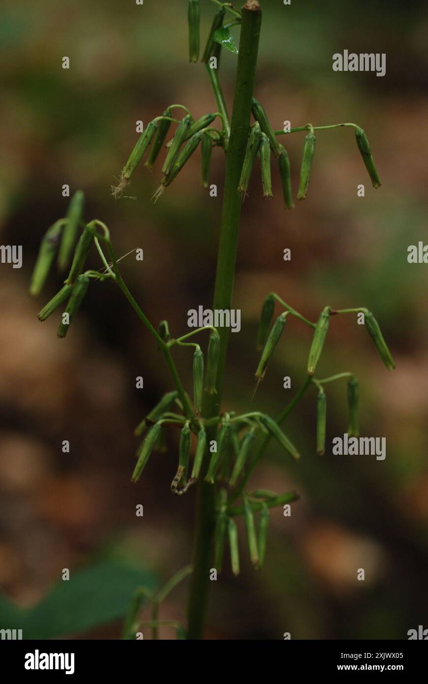 tall rattlesnake root (Nabalus altissimus) Plantae Stock Photo - Alamy
