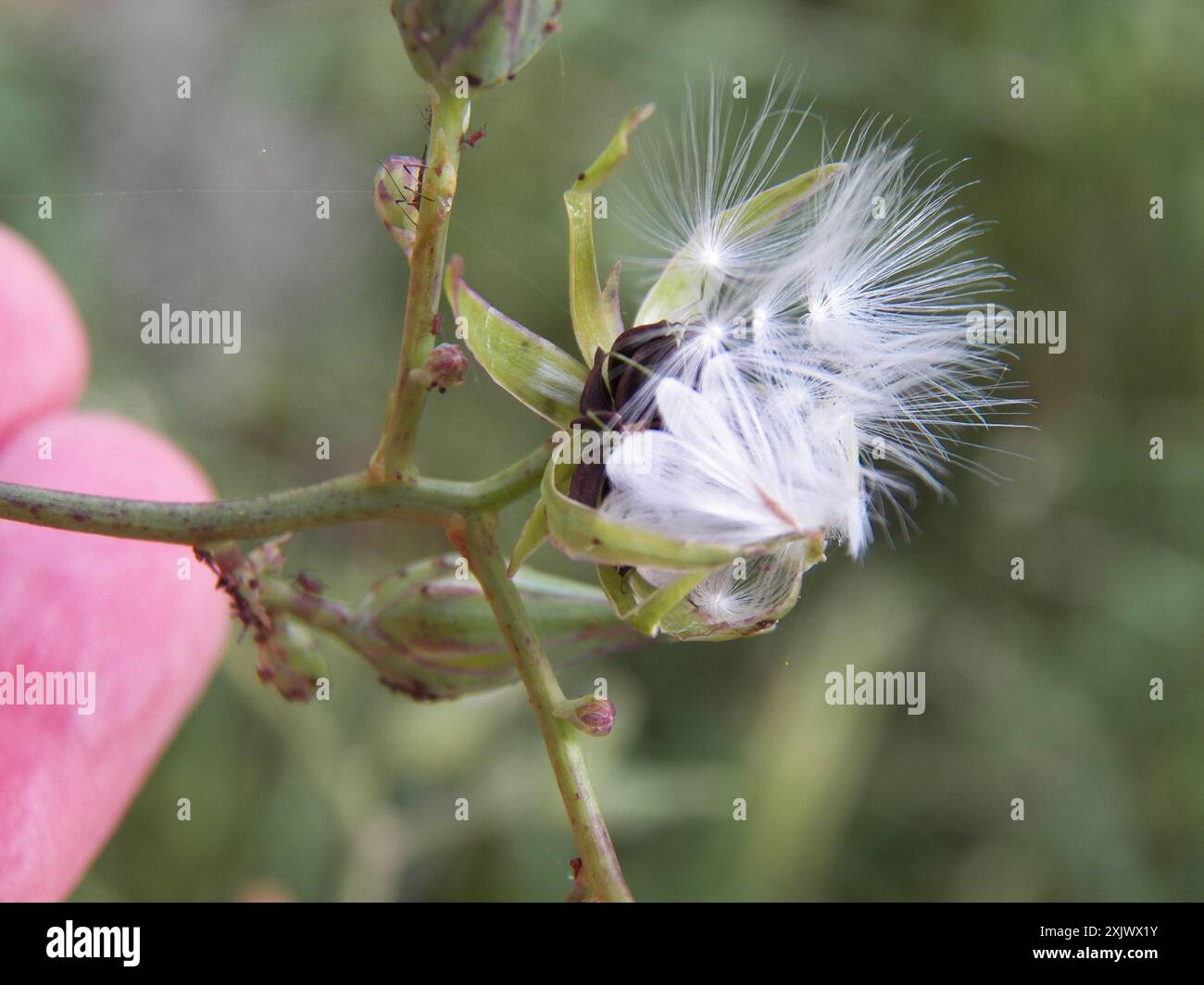 flowering plants (Angiospermae) Plantae Stock Photo - Alamy