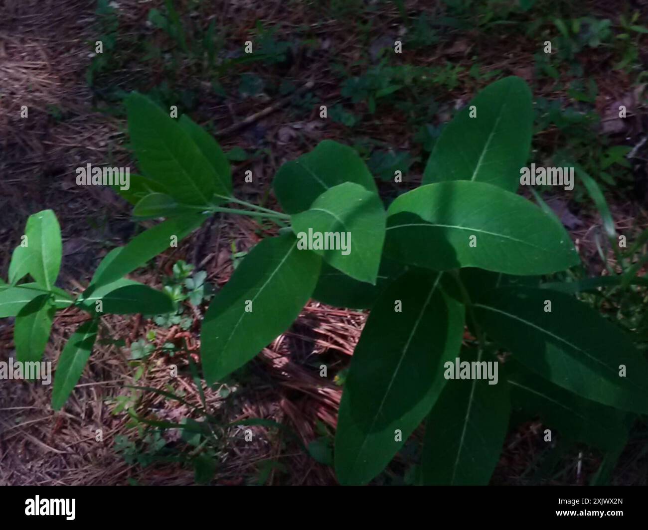 hemp dogbane (Apocynum cannabinum) Plantae Stock Photo - Alamy