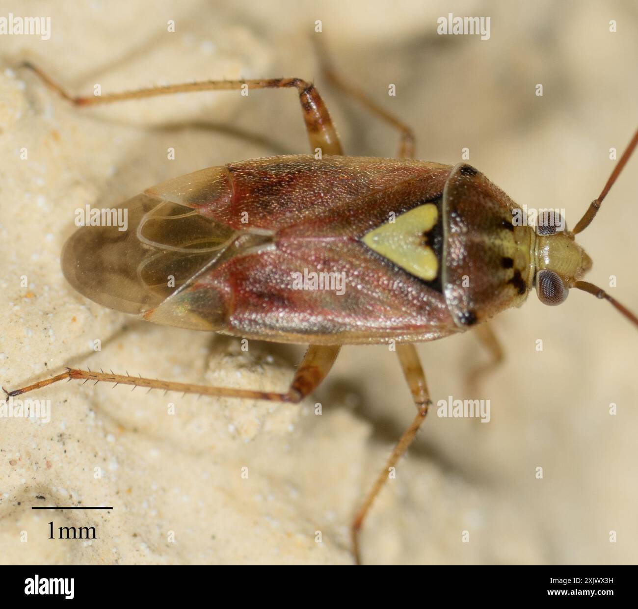 Western Tarnished Plant Bug (Lygus hesperus) Insecta Stock Photo - Alamy