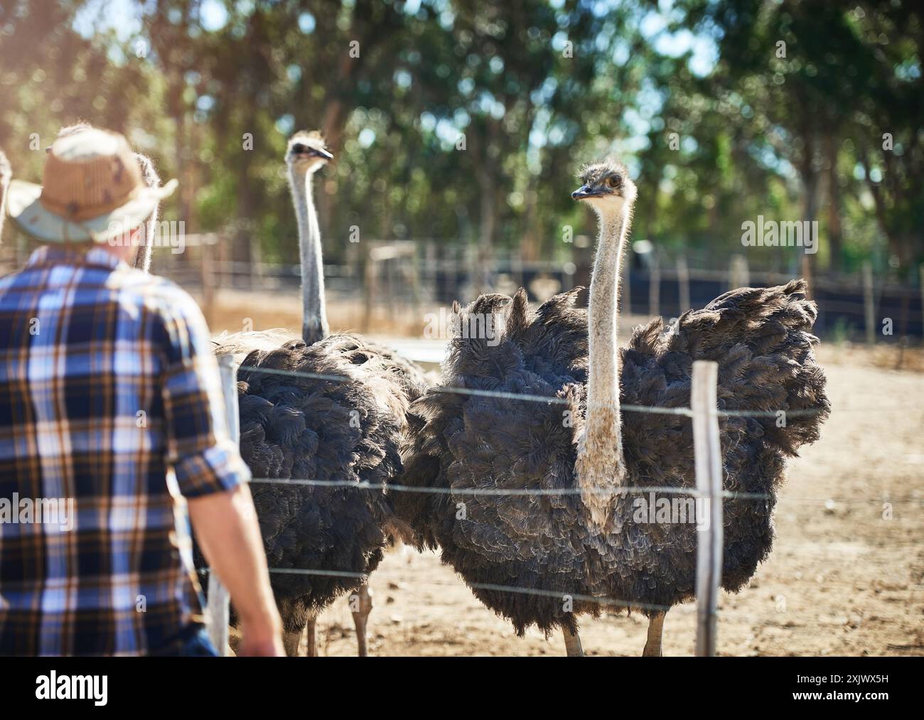 Ostrich, flock and man at farm, outdoor and field with inspection for ...
