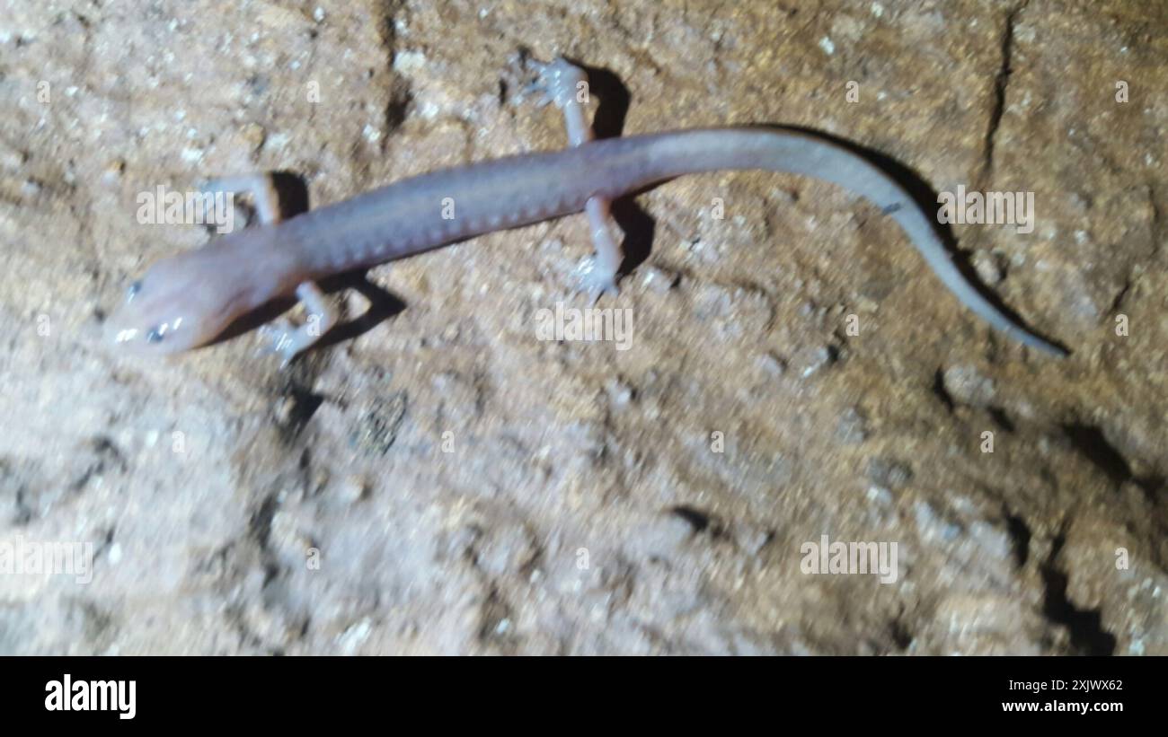 Southern Grotto Salamander (Eurycea braggi) Amphibia Stock Photo - Alamy