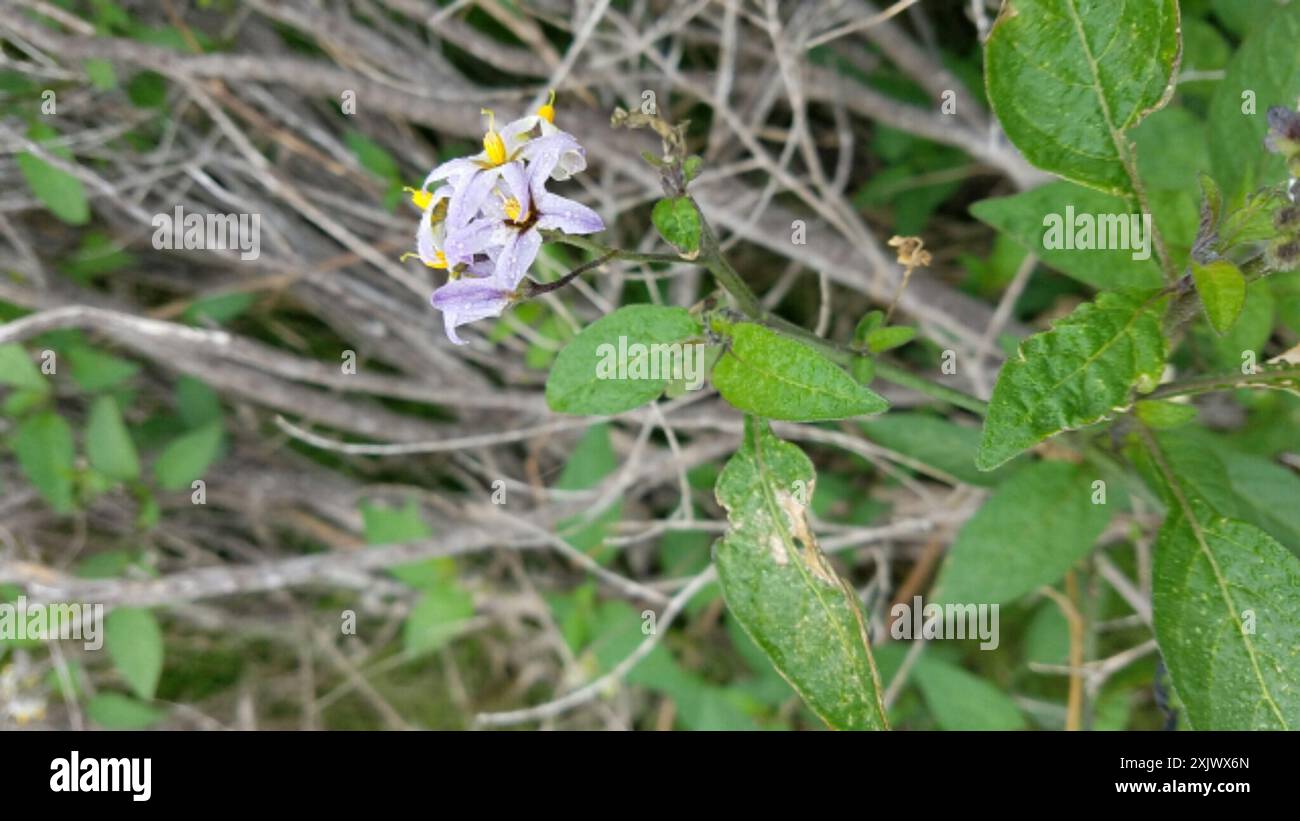 greenspot nightshade (Solanum douglasii) Plantae Stock Photo - Alamy