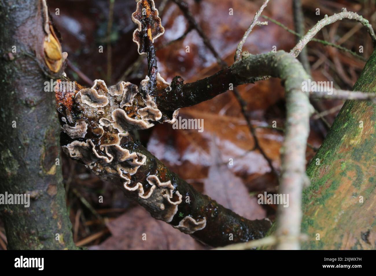 Bleeding Conifer Crust (Stereum sanguinolentum) Fungi Stock Photo - Alamy