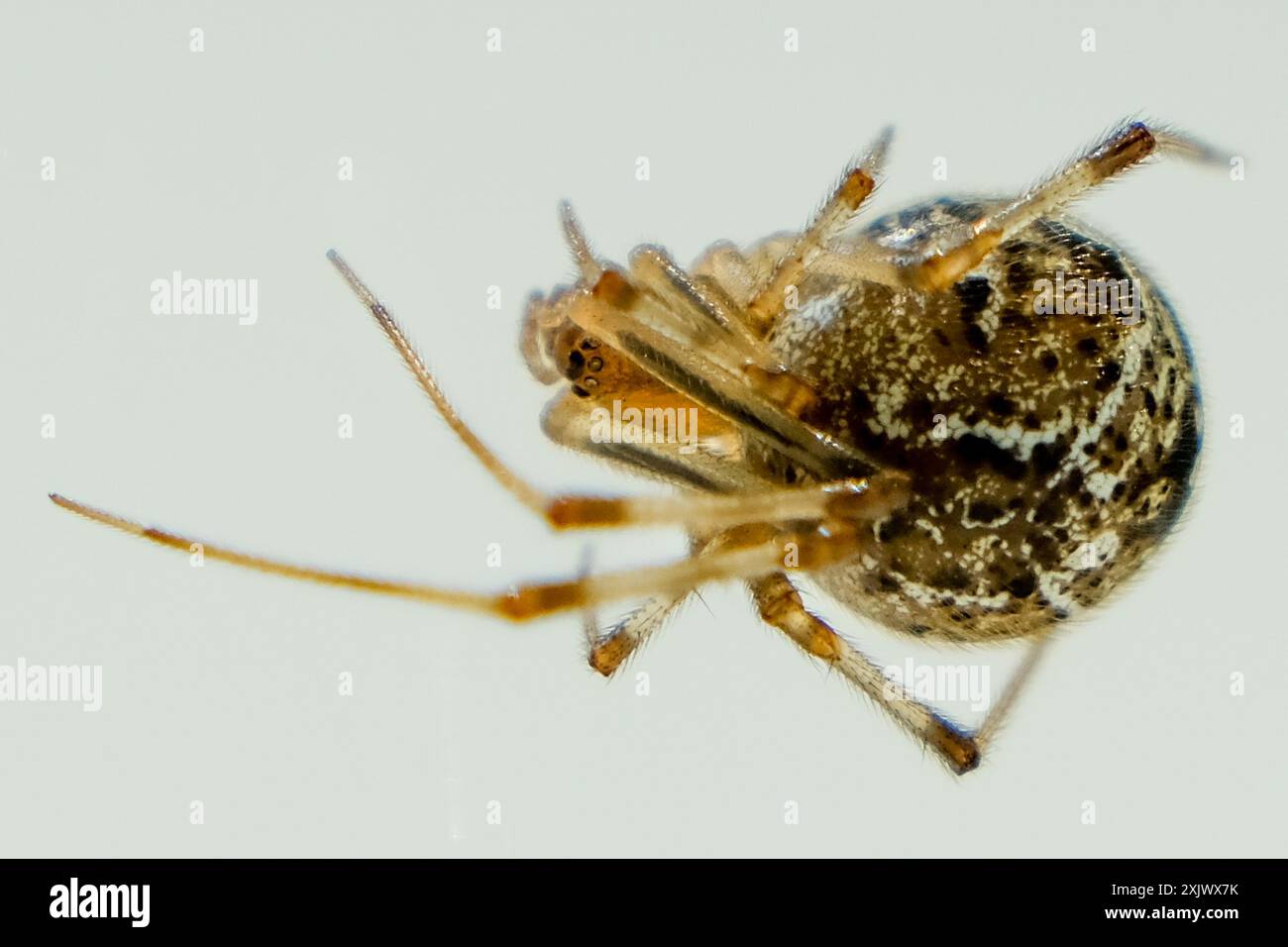 Common House Spider (Parasteatoda tepidariorum) Arachnida Stock Photo ...