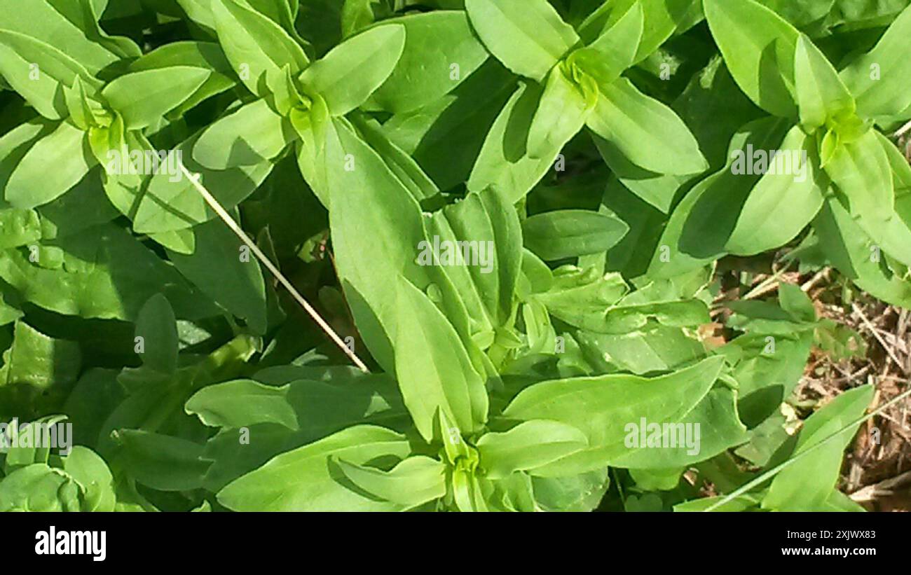 common soapwort (Saponaria officinalis) Plantae Stock Photo - Alamy