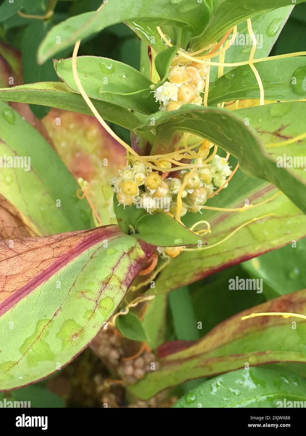 Five Angled Dodder (Cuscuta pentagona) Plantae Stock Photo - Alamy