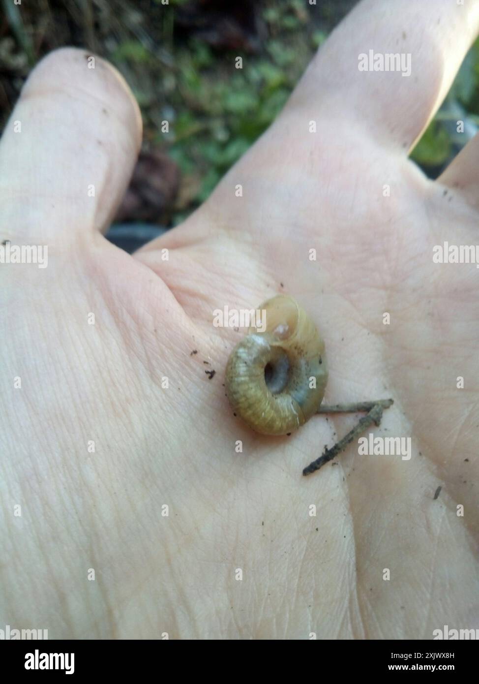Concavum hi-res stock photography and images - Alamy