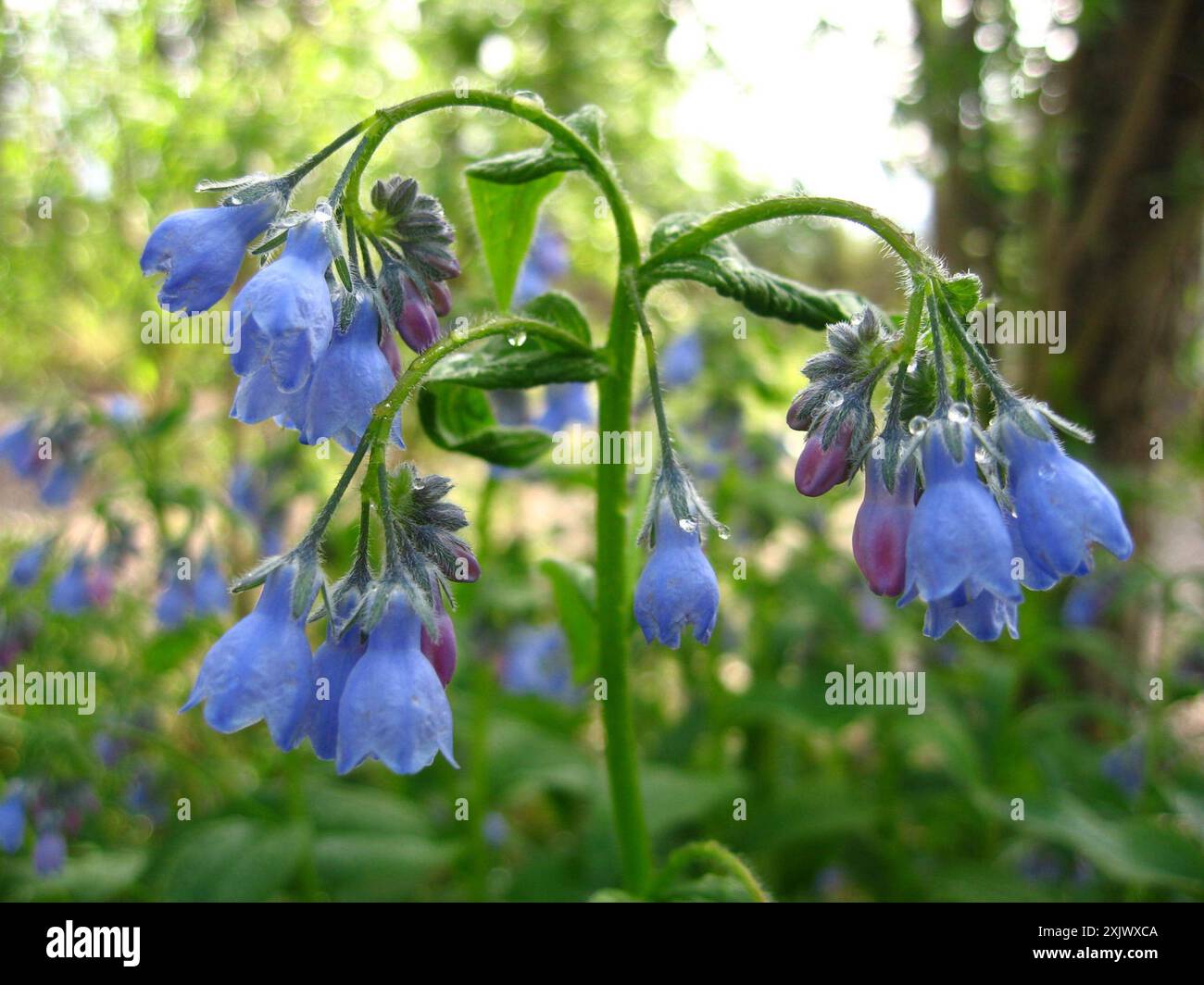 Mertensia paniculata hi-res stock photography and images - Alamy