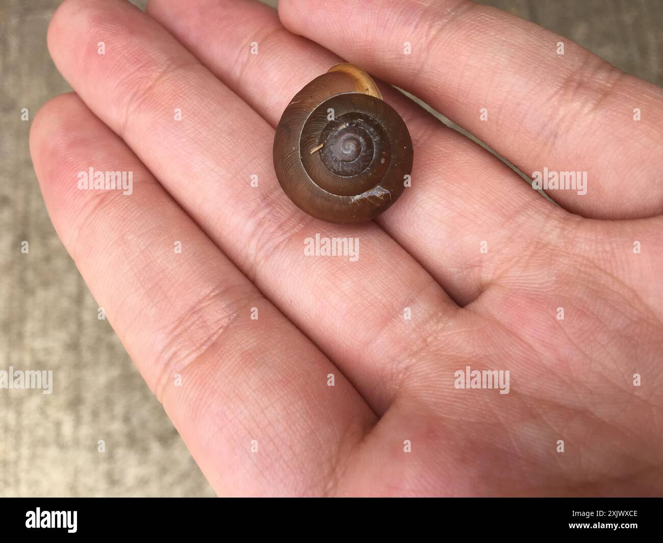 White-lip Globe Snail (Mesodon thyroidus) Mollusca Stock Photo - Alamy