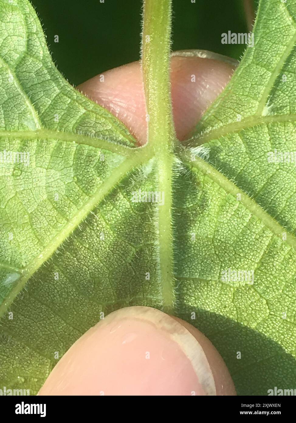 frost grape (Vitis vulpina) Plantae Stock Photo - Alamy