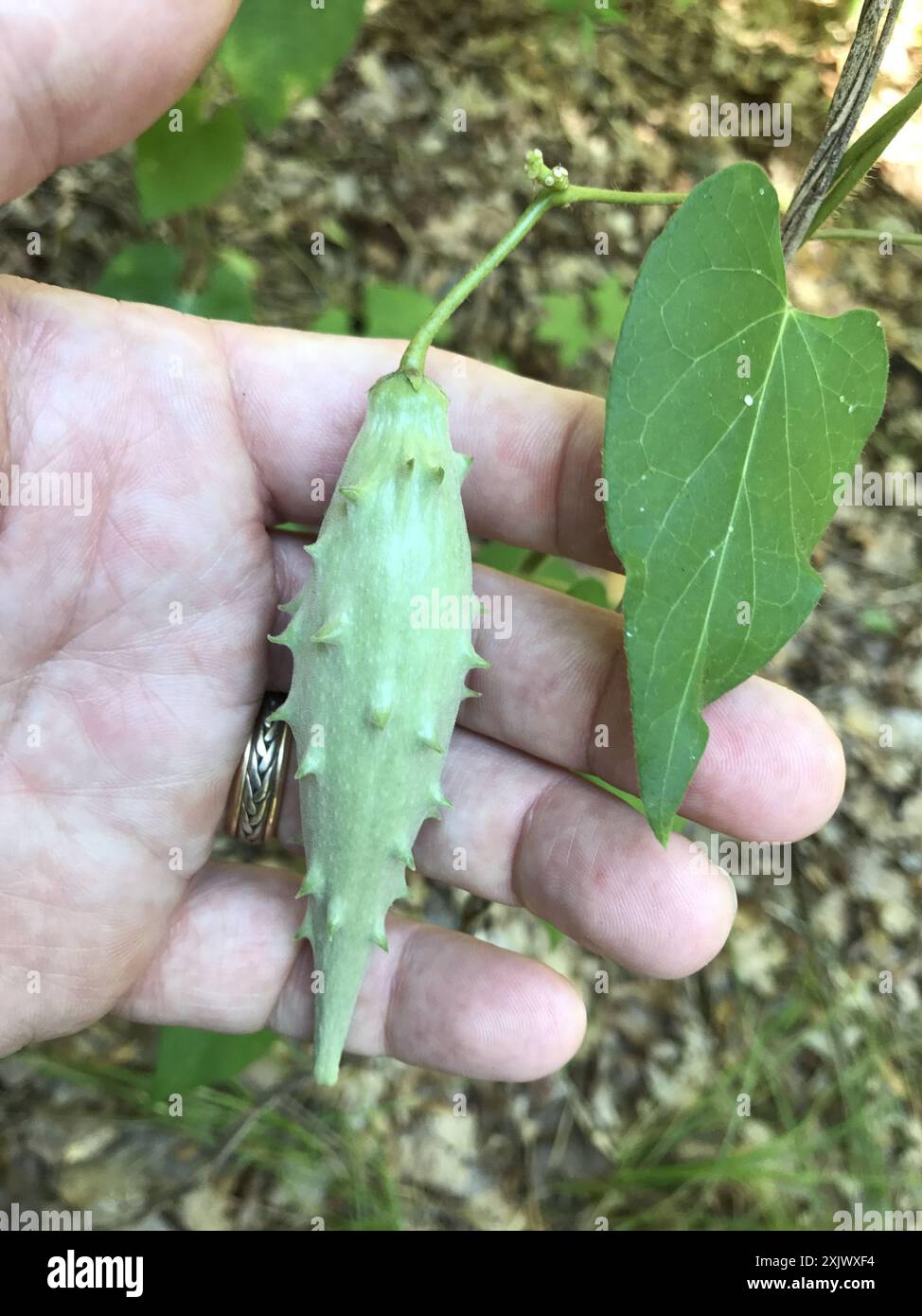 Pearl Milkweed (Matelea reticulata) Plantae Stock Photo - Alamy