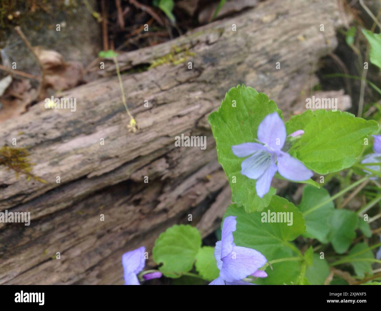 Labrador violet (Viola labradorica) Plantae Stock Photo - Alamy