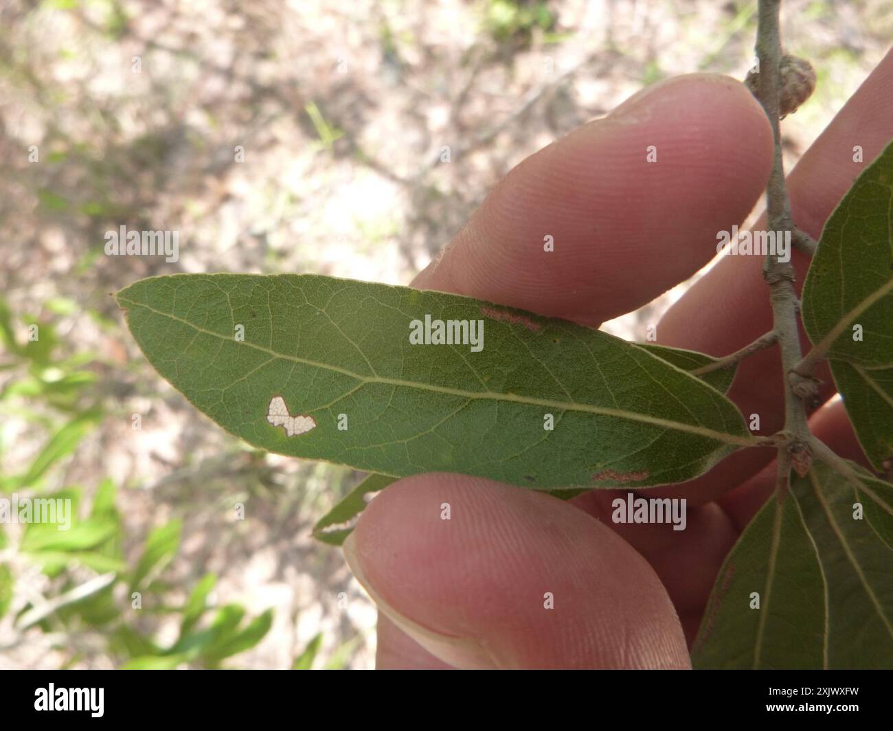 bluejack oak (Quercus incana) Plantae Stock Photo - Alamy