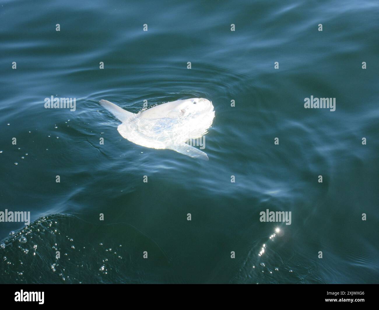 Common Mola (Mola mola) Actinopterygii Stock Photo - Alamy