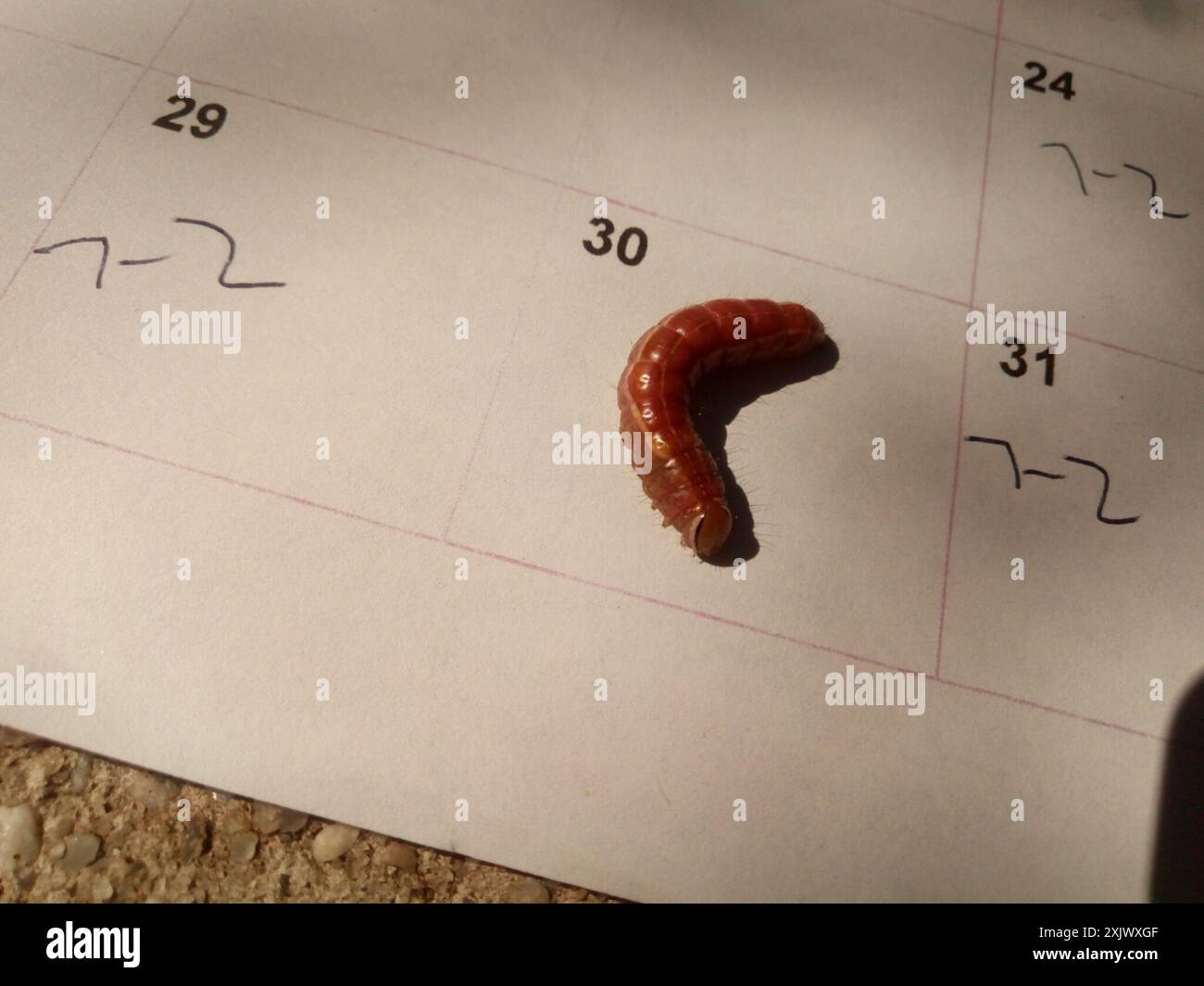 Variable Oakleaf Caterpillar Moth (Lochmaeus manteo) Insecta Stock ...