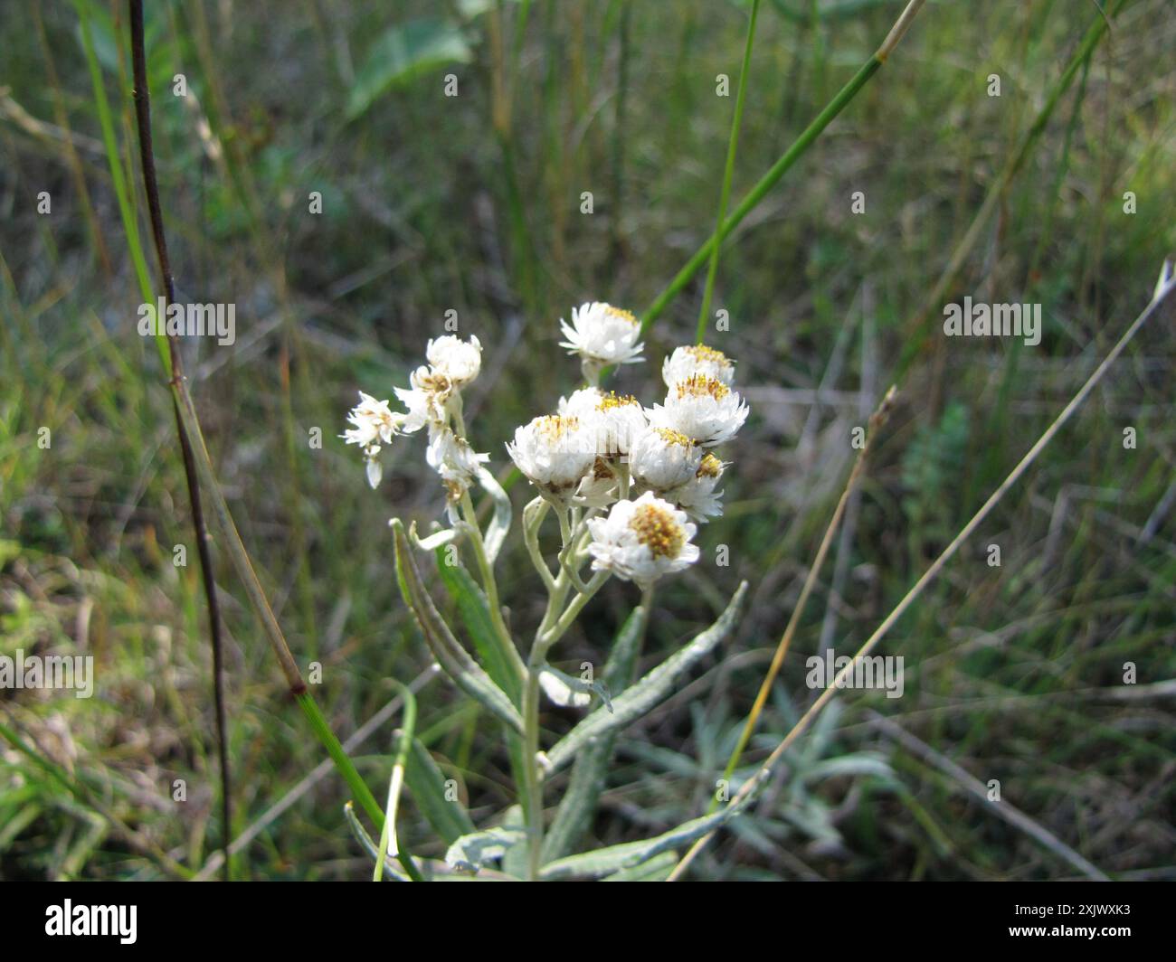 pearly everlasting (Anaphalis margaritacea) Plantae Stock Photo - Alamy