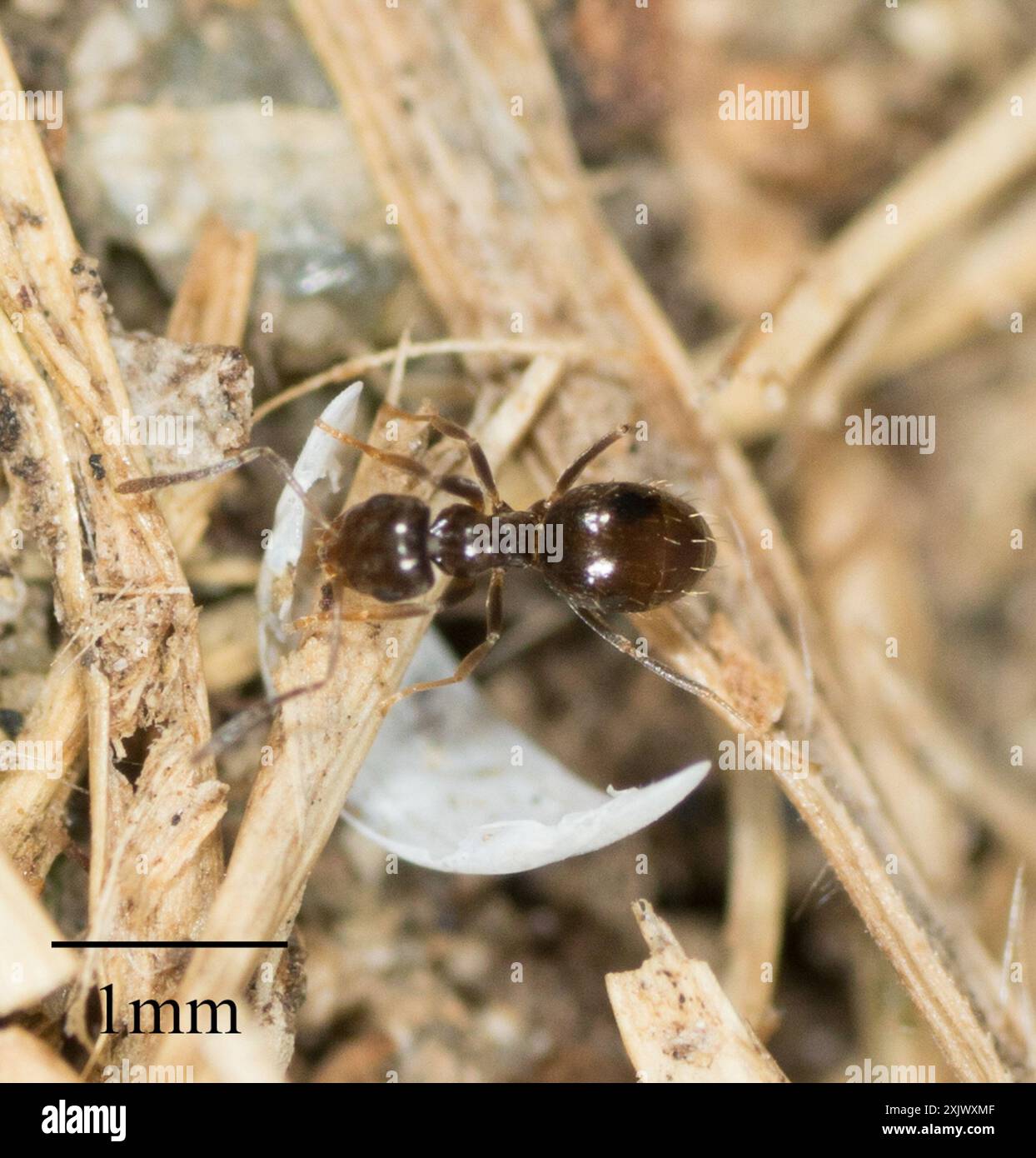 Dark Rover Ant (Brachymyrmex patagonicus) Insecta Stock Photo - Alamy