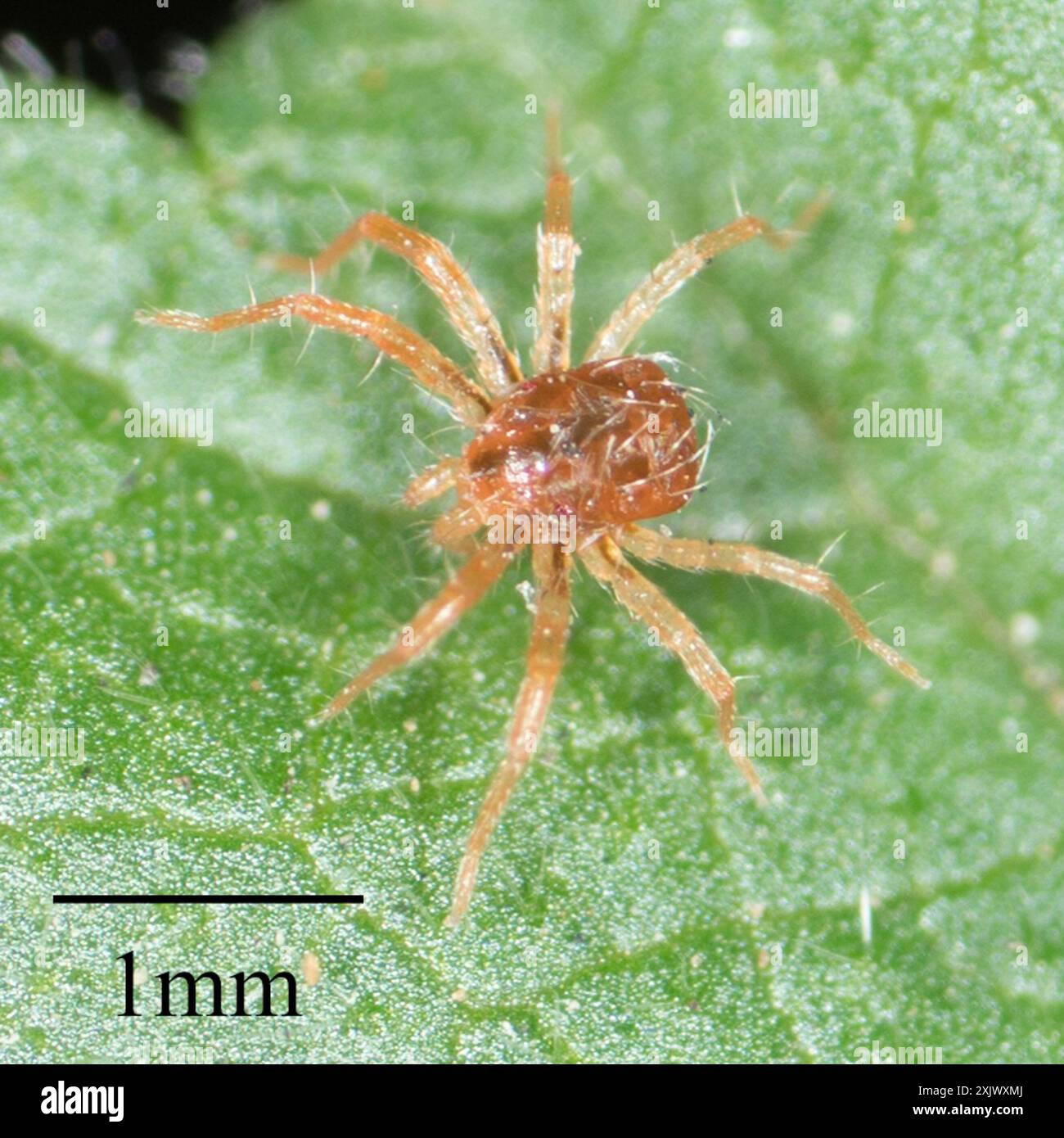 Mites and ticks acari hi-res stock photography and images - Alamy