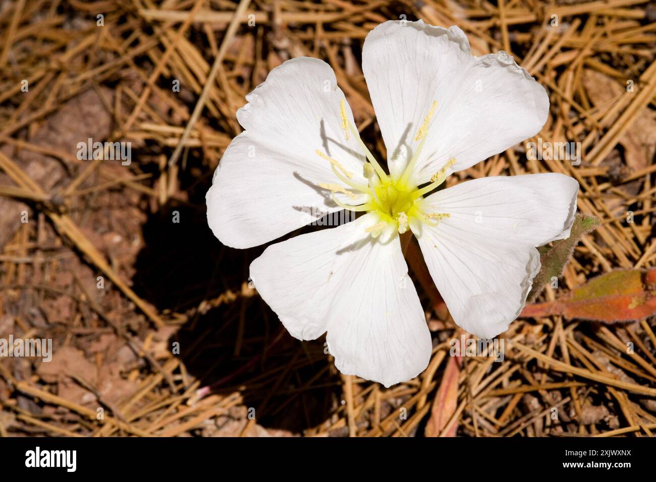 Tufted Evening-primrose (Oenothera cespitosa cespitosa) Plantae Stock ...