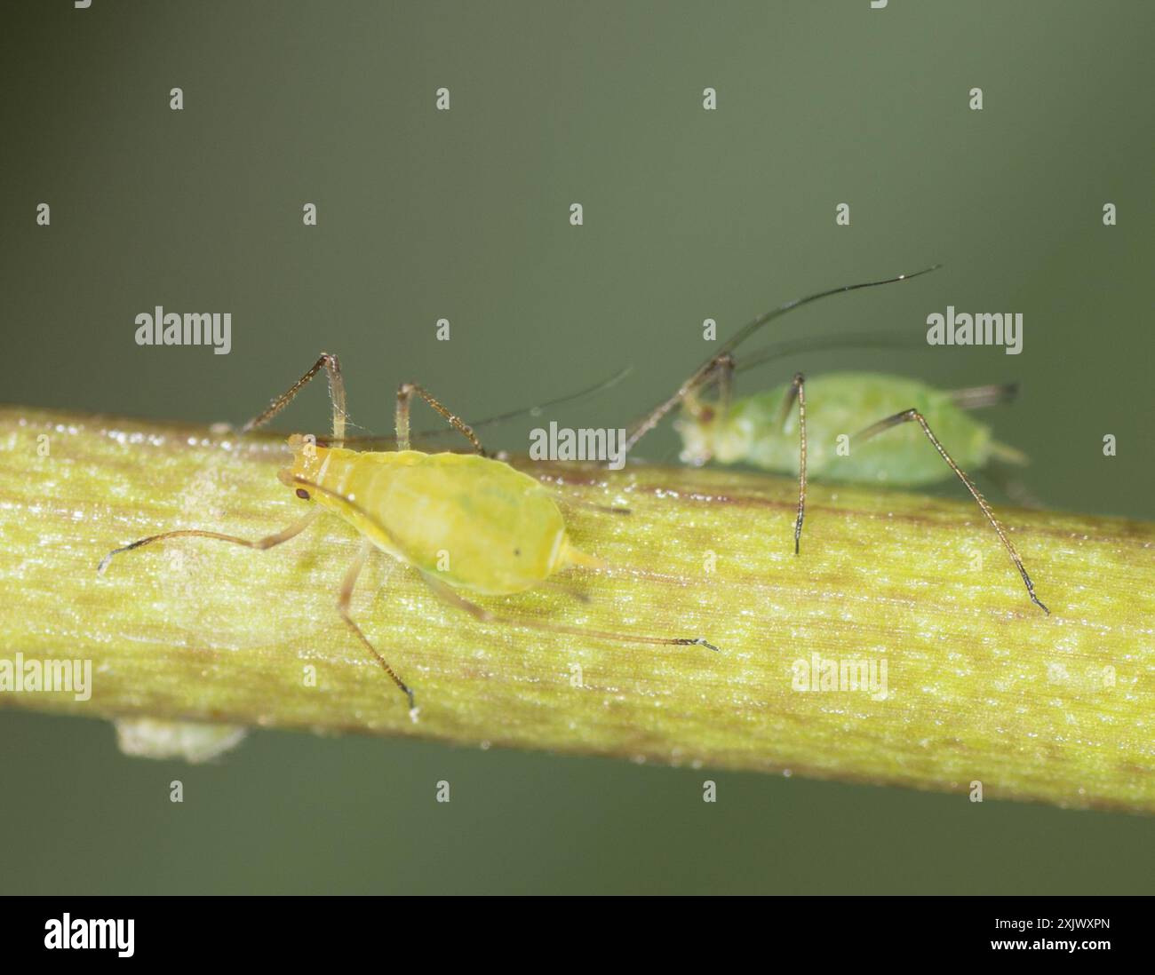 Potato Aphid (Macrosiphum euphorbiae) Insecta Stock Photo - Alamy