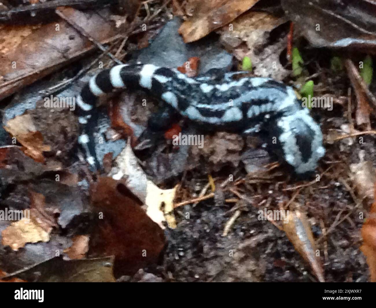 Marbled Salamander (Ambystoma opacum) Amphibia Stock Photo - Alamy